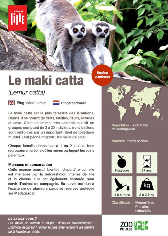 Le maki catta / Les animaux du zoo / Zoo de Lille - www.lille.fr/Zoo-de-Lille