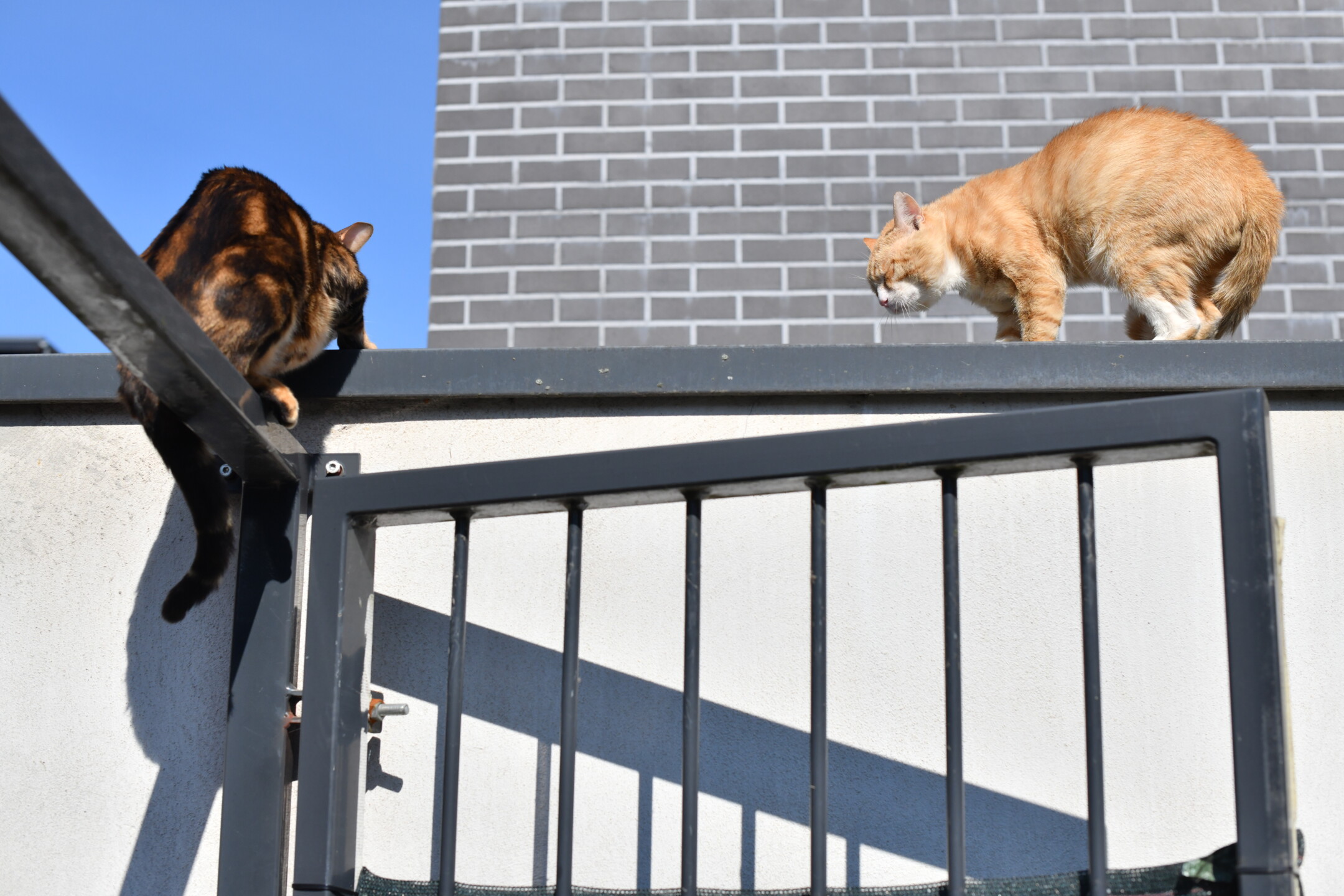 Un animal blessé ou errant : que faire ? / Actualités - Ville de Lille ...
