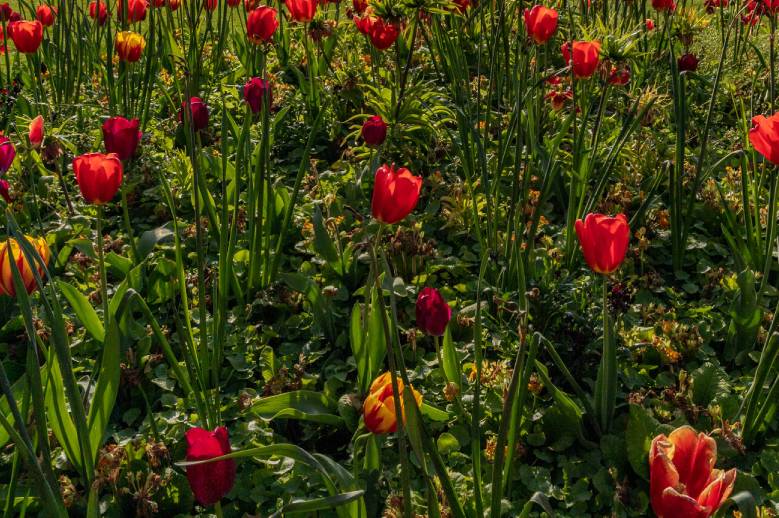 Parc Saint-Ruth / Nos équipements - Ville de Lille : adresses, horaires ...