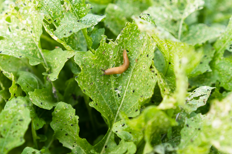 Des conseils pour lutter contre les limaces dans les potagers ...