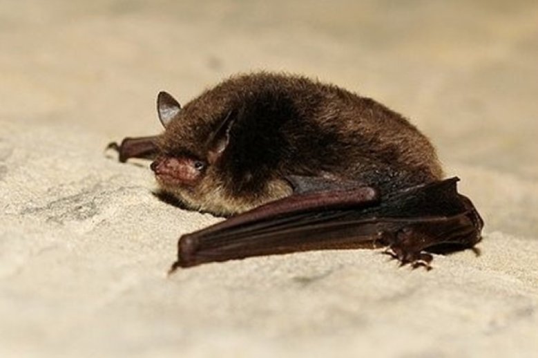 Le murin de daubenton / Le patrimoine lillois et ses espèces locales ...