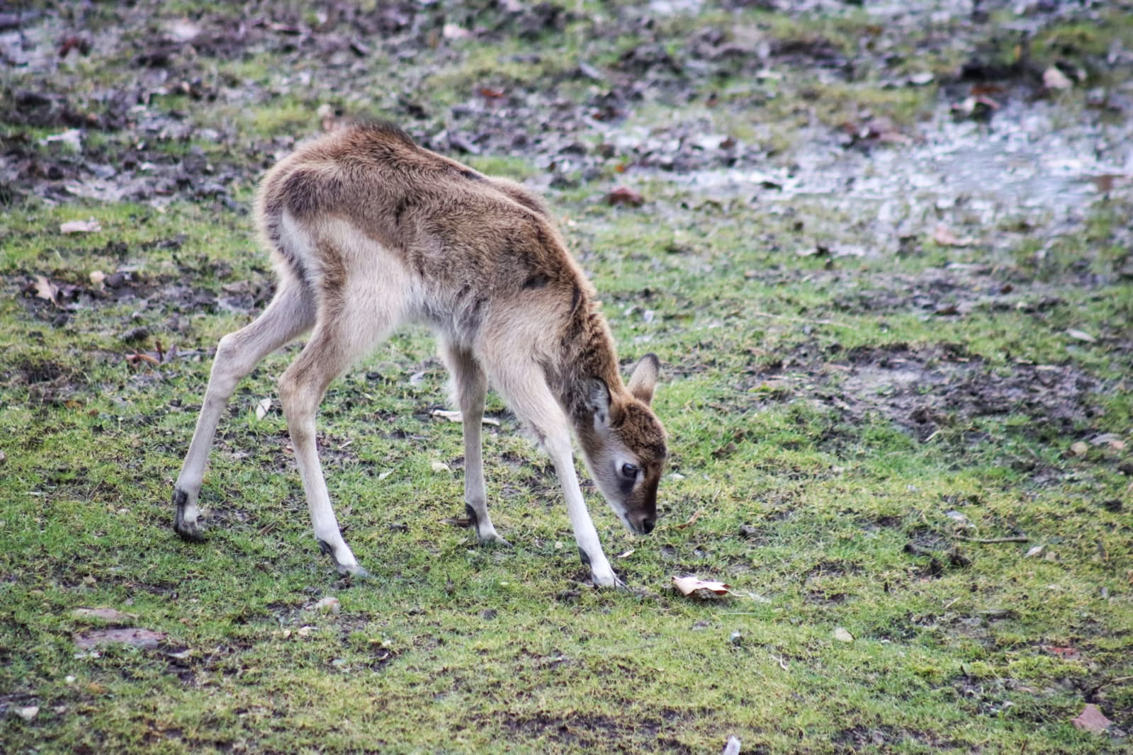 Carnet rose : la famille cobe s’est agrandie ! / Actualités / Zoo de ...