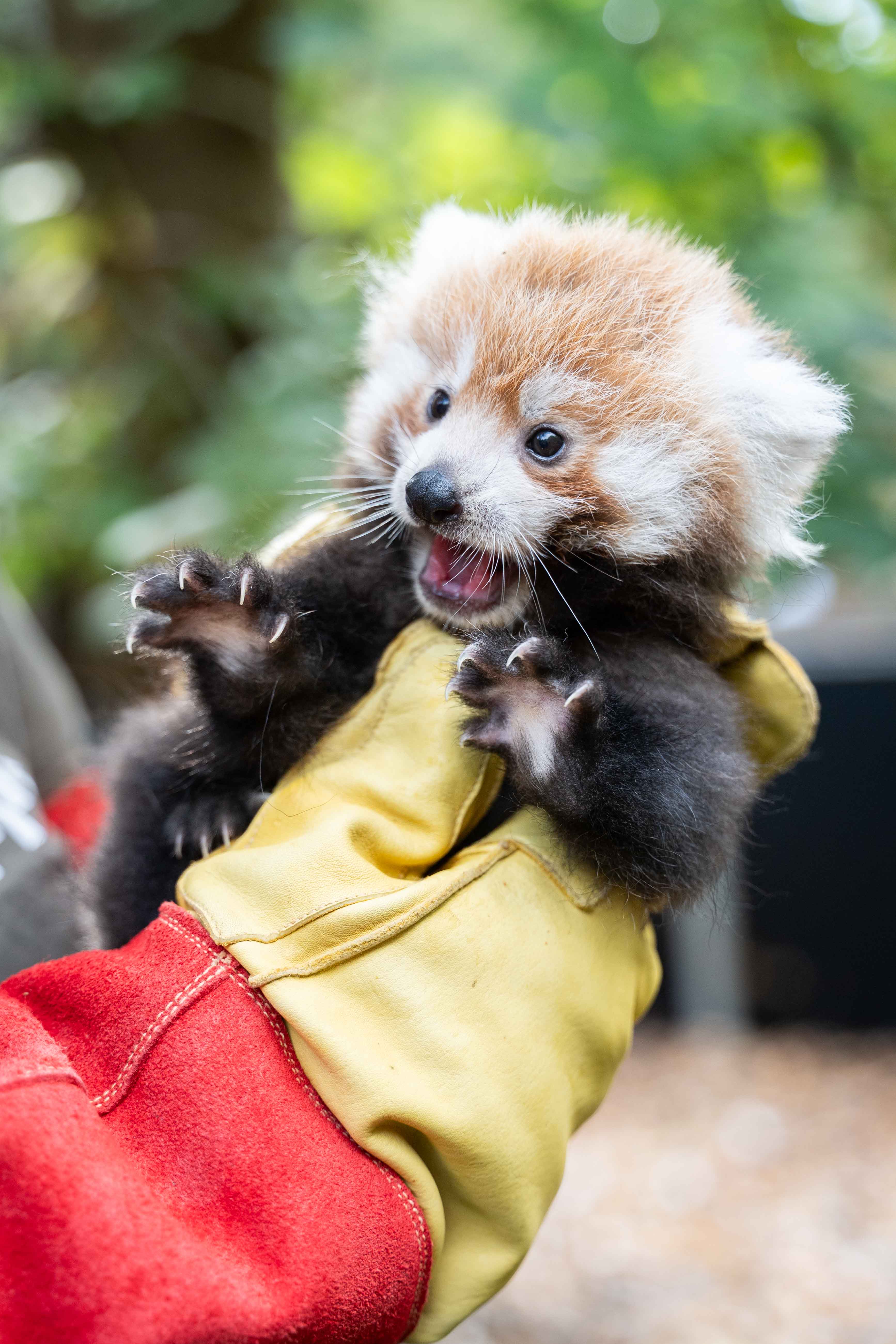 La famille panda roux s’agrandit ! / Actualités / Zoo de Lille - www ...