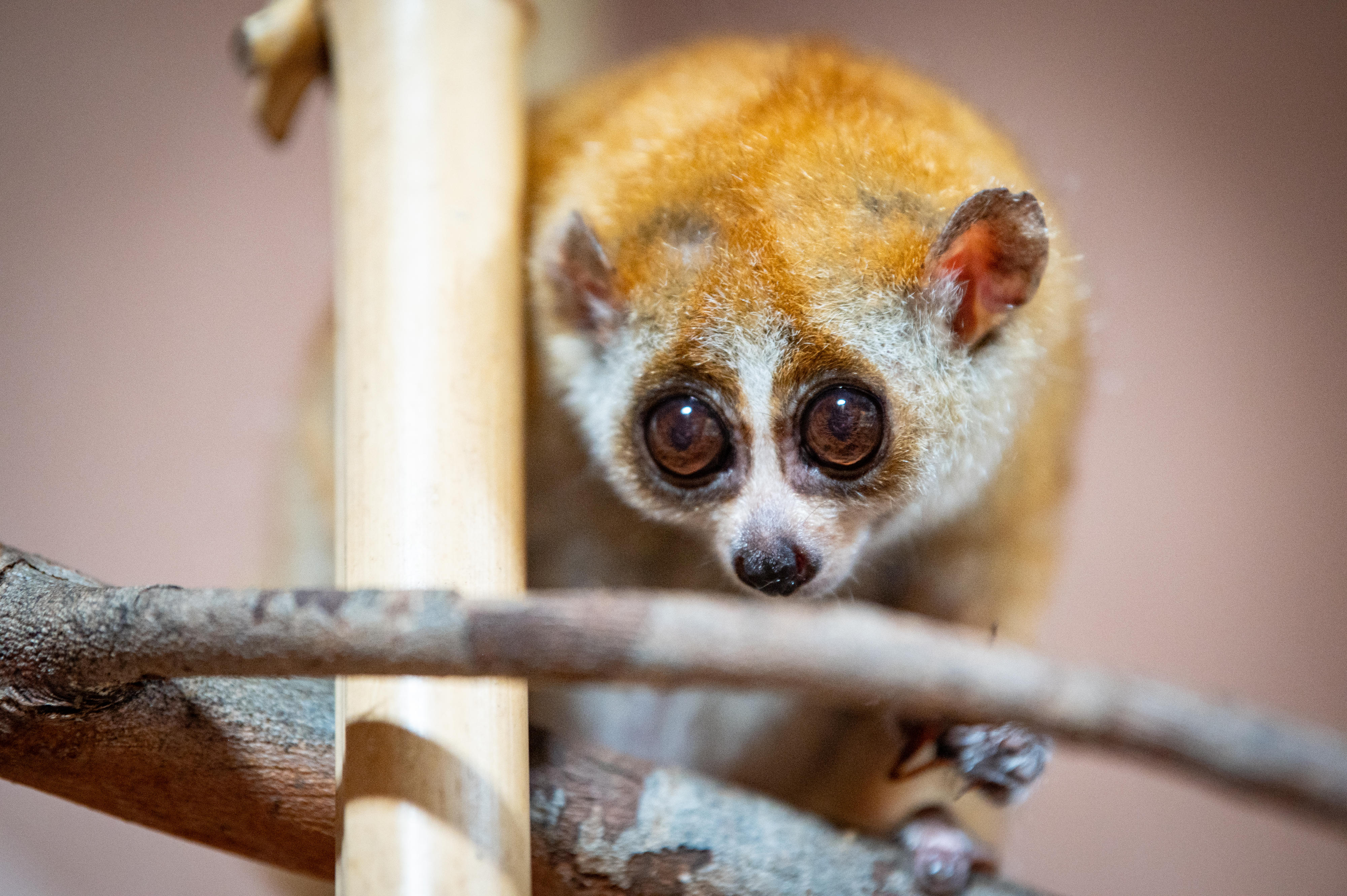 Carnet rose : naissance de bébés loris lents pygmées / Actualités / Zoo de Lille - www.lille.fr ...