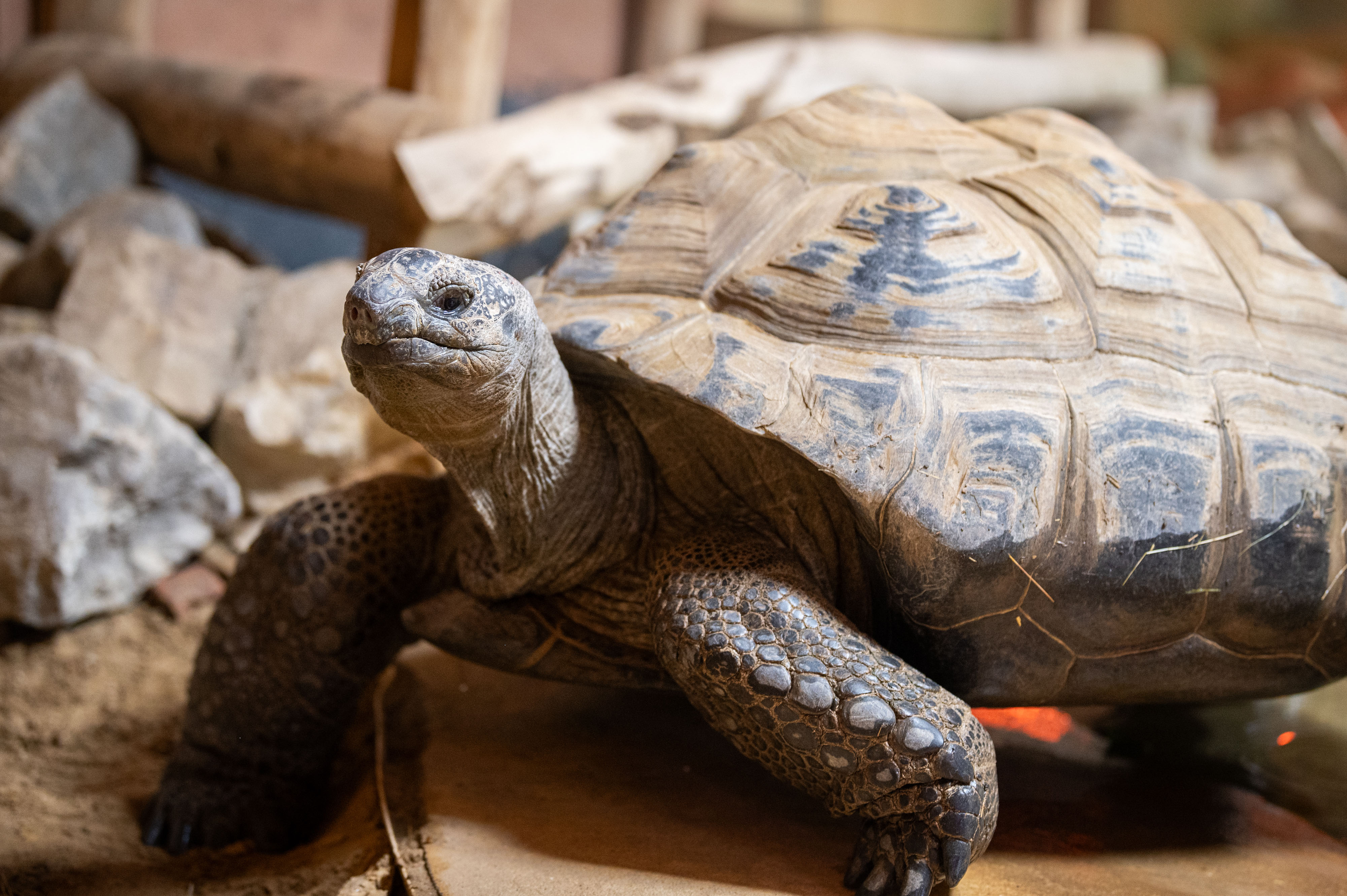 Tortue géante d'Aldabra / Le youyou du Sénégal / Les animaux du zoo ...