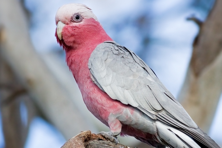 Le cacatoès rosalbin / Les animaux du zoo / Zoo de Lille - www.lille.fr ...