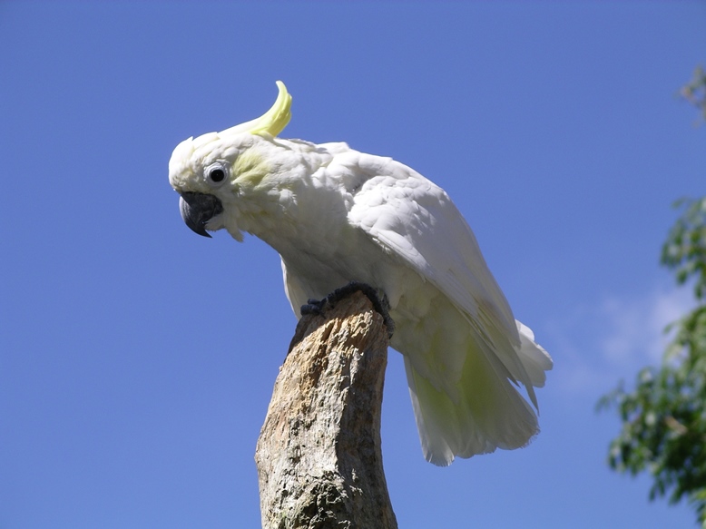 Le cacatoès soufré / Les animaux du zoo / Zoo de Lille - www.lille.fr ...