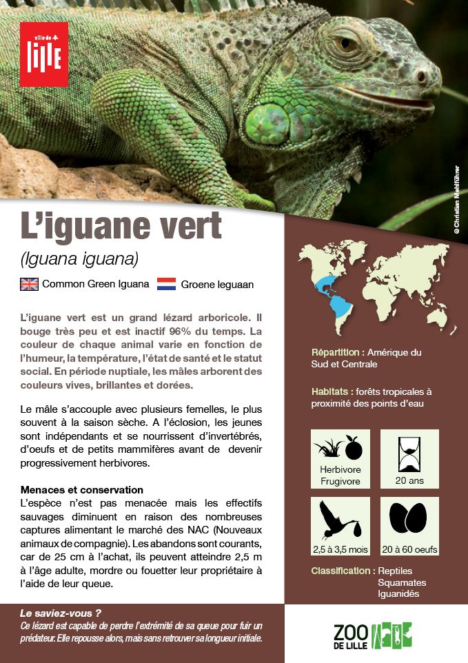 L'iguane vert / Les animaux du zoo / Zoo de Lille - www.lille.fr/Zoo-de ...