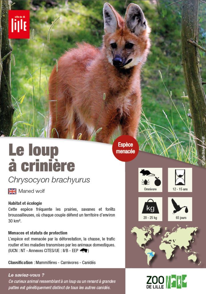 Le loup à crinière / Les animaux du zoo / Zoo de Lille - www.lille.fr ...