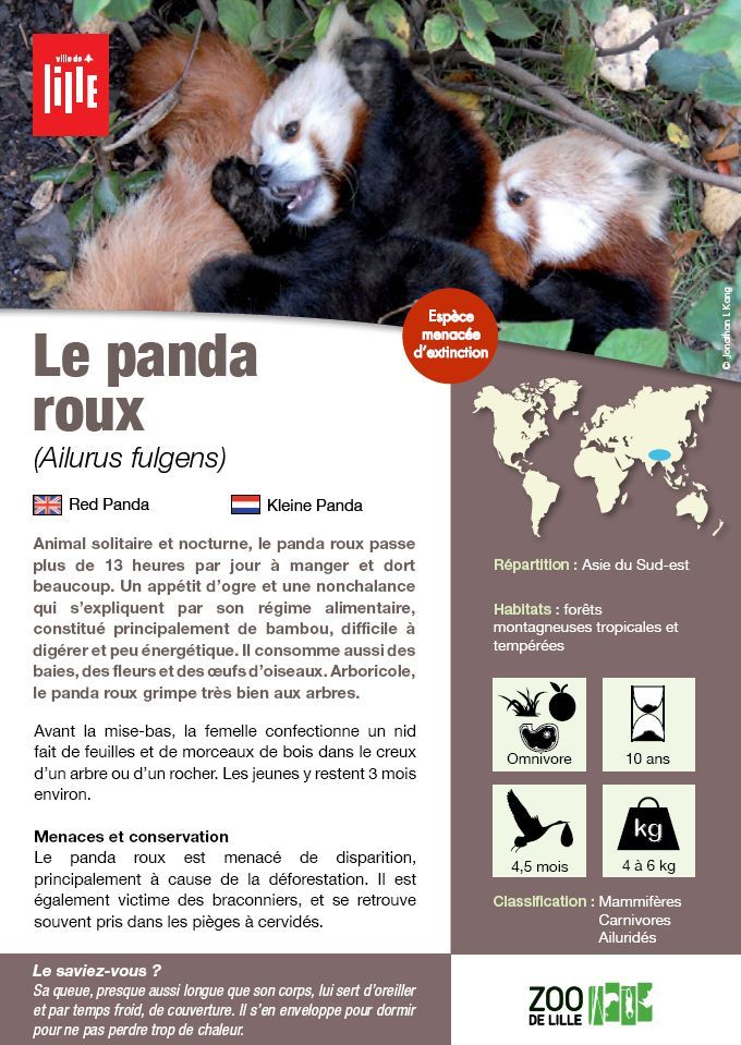 Le panda roux / Les animaux du zoo / Zoo de Lille - www.lille.fr/Zoo-de ...