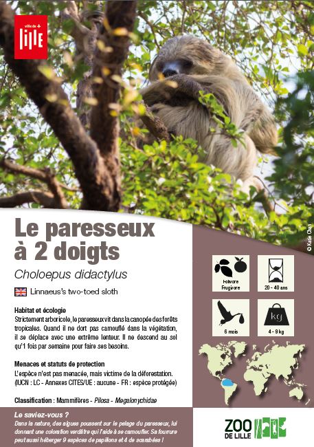 Le paresseux à 2 doigts / Les animaux du zoo / Zoo de Lille - www.lille ...