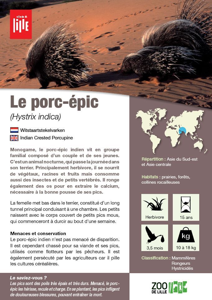 Le porc-épic à crête / Les animaux du zoo / Zoo de Lille - www.lille.fr ...