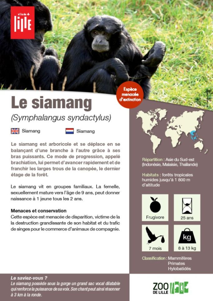 Le siamang / Les animaux du zoo / Zoo de Lille - www.lille.fr/Zoo-de-Lille