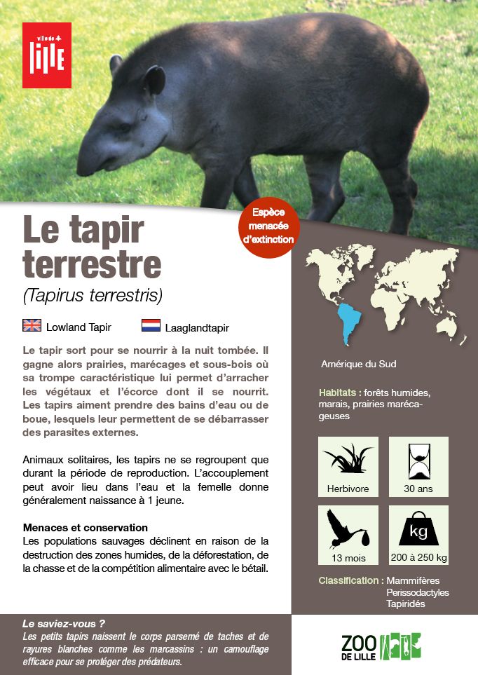 Le tapir terrestre / Les animaux du zoo / Zoo de Lille - www.lille.fr ...