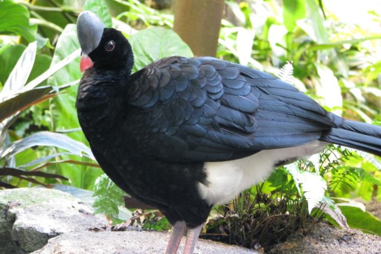 Le hocco à pierre / Les animaux du zoo / Zoo de Lille - www.lille.fr ...