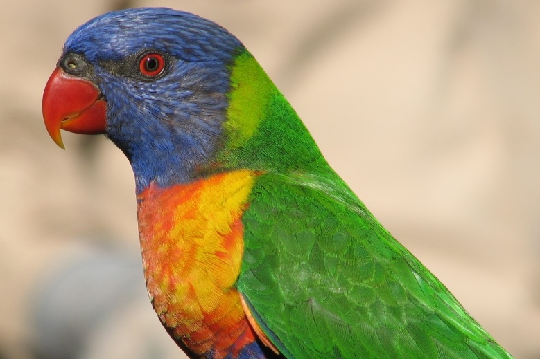 Le loriquet arc-en-ciel / Les animaux du zoo / Zoo de Lille - www.lille.fr/Zoo-de-Lille