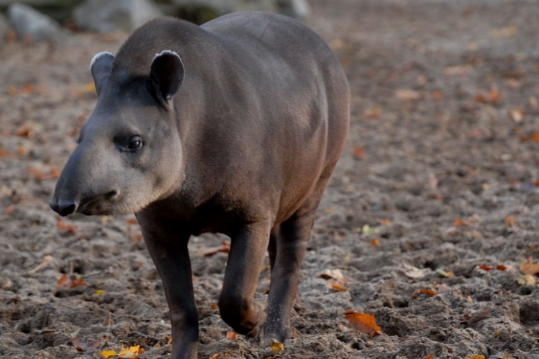 Le tapir terrestre / Les animaux du zoo / Zoo de Lille - www.lille.fr/Zoo-de-Lille